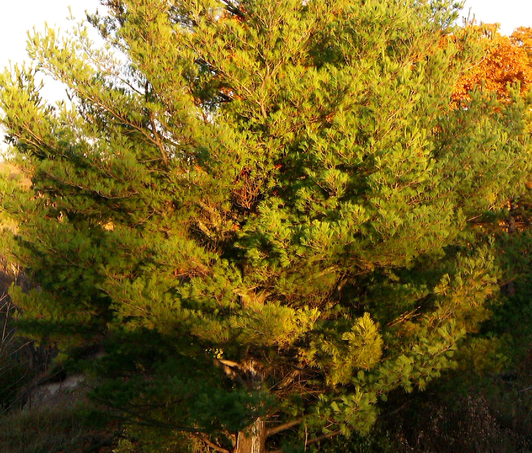 Tembec plants 300th million tree in FSC-Certified Northern Ontario ...