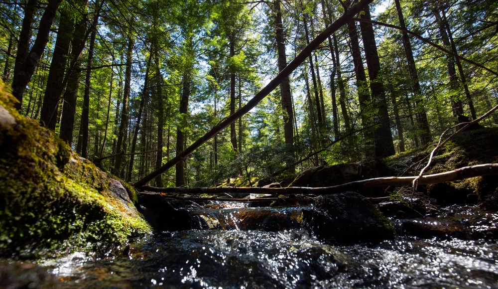Canada can lead the way in responsible forestry. Here's how... | Forest ...