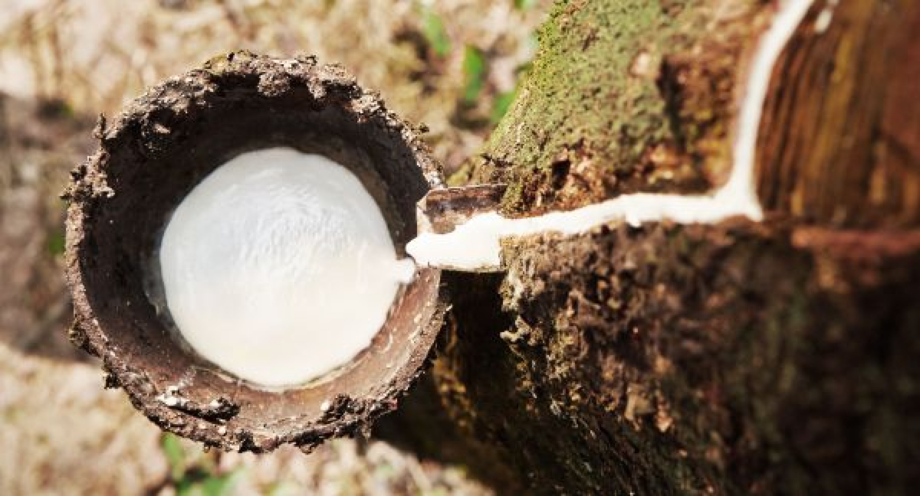 Global Companies Commit to Sourcing Responsible Natural Rubber | Forest ...