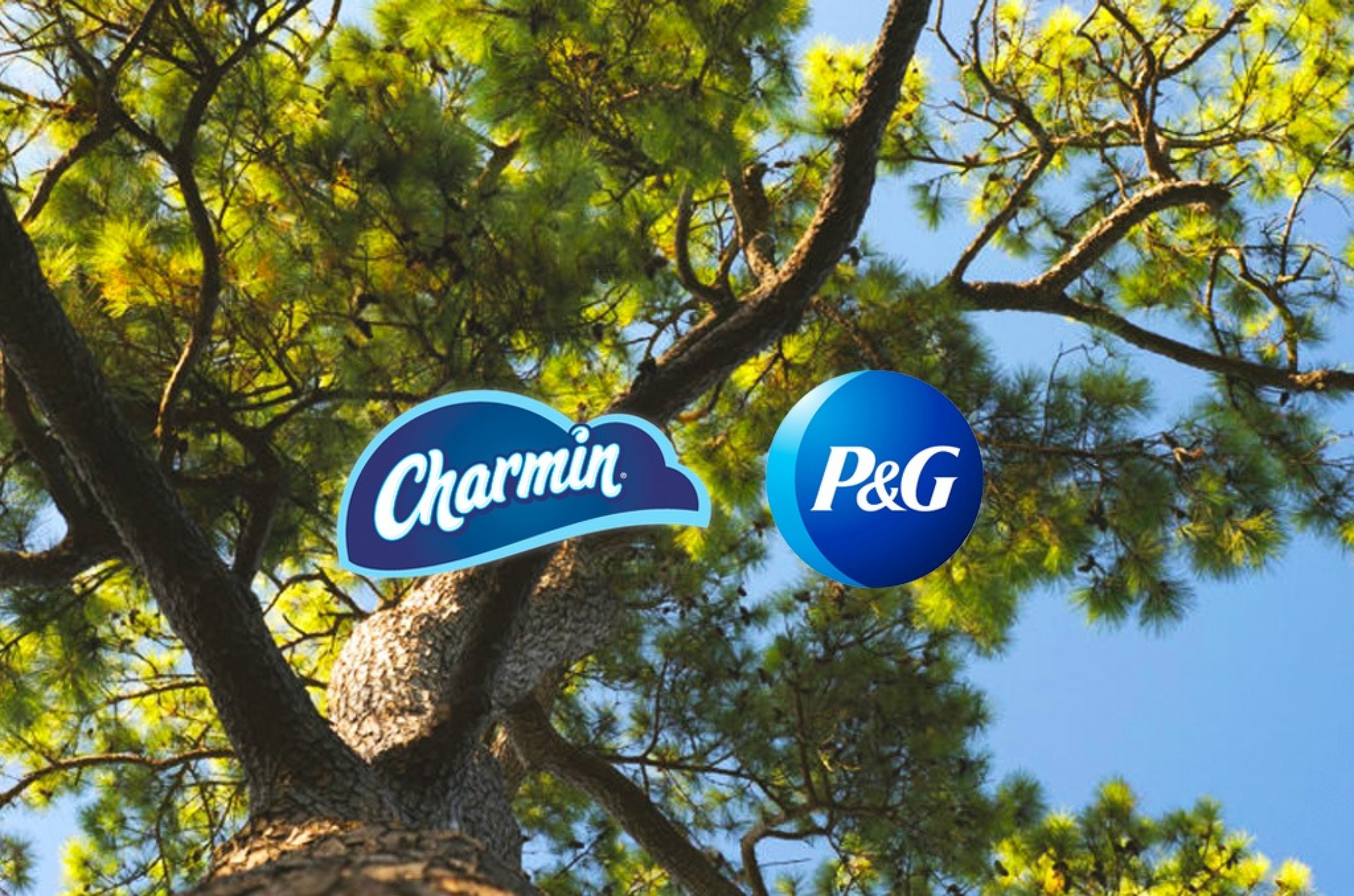 How P&G’s Family Care brands, Charmin, Puffs and Bounty, are helping to ...