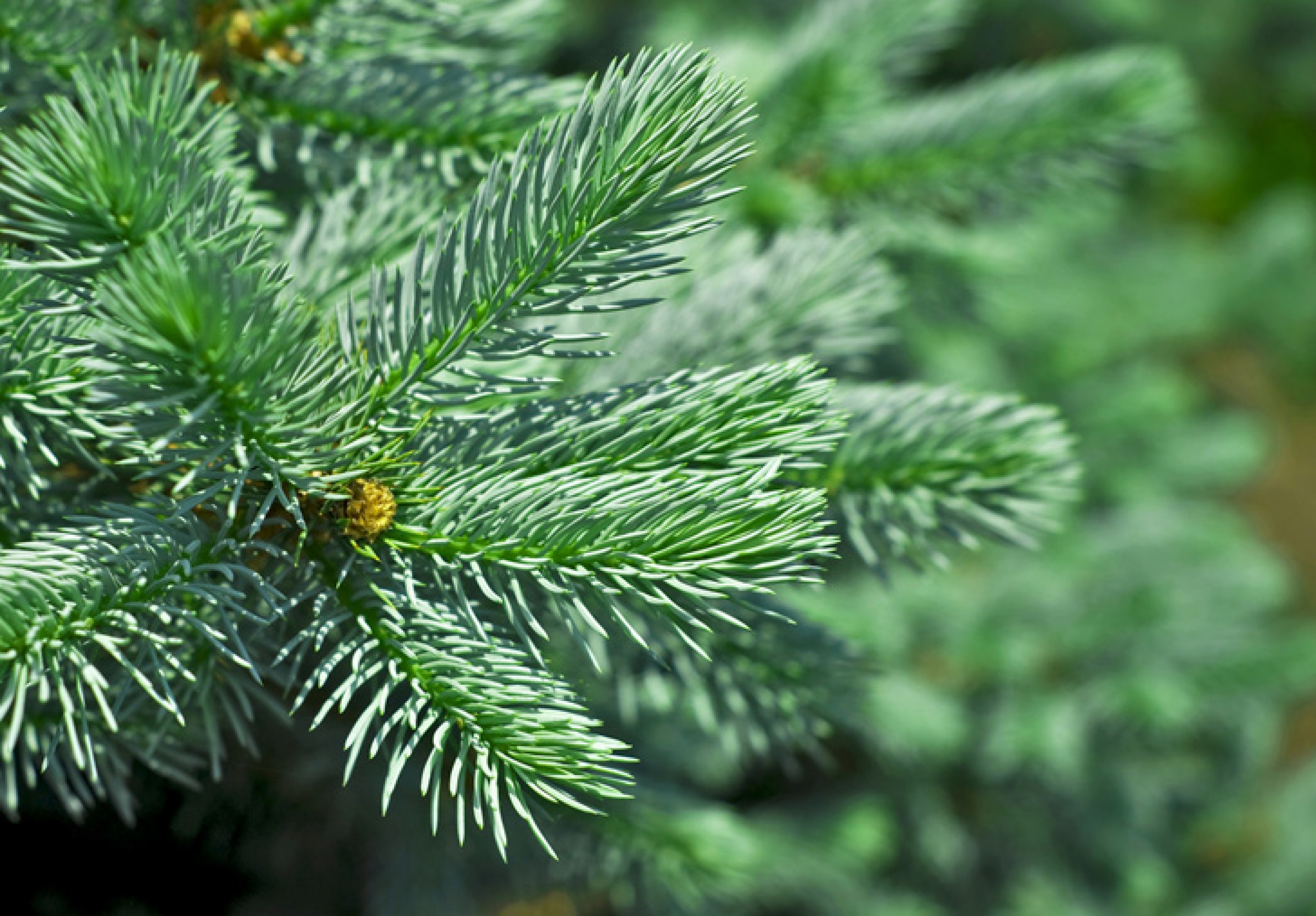 FSC Canada releases Impact Assessment for Managing Intact Forest ...