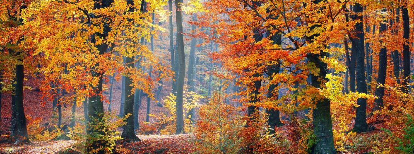 Homepage Canada | Forest Stewardship Council